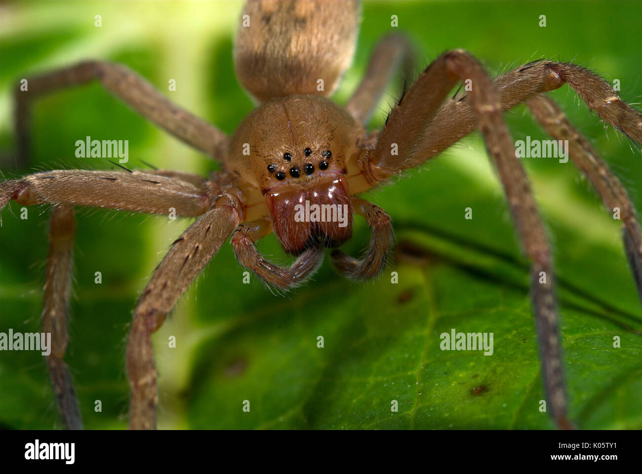 Spider 8 eyes hi-res stock photography and images - Alamy