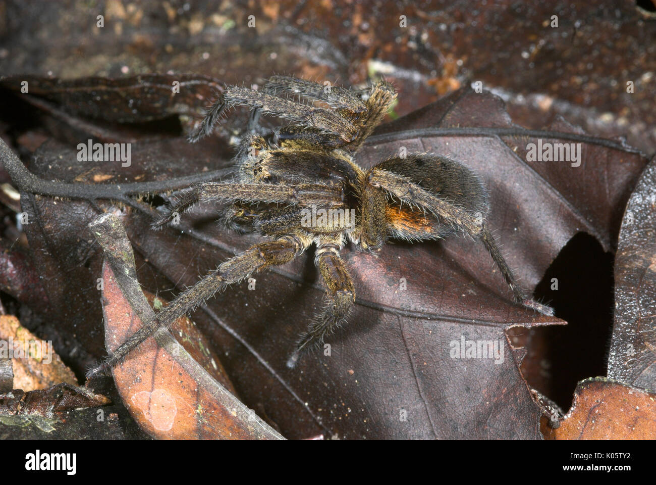 Wolf spider amazon jungle peru hi-res stock photography and images - Alamy