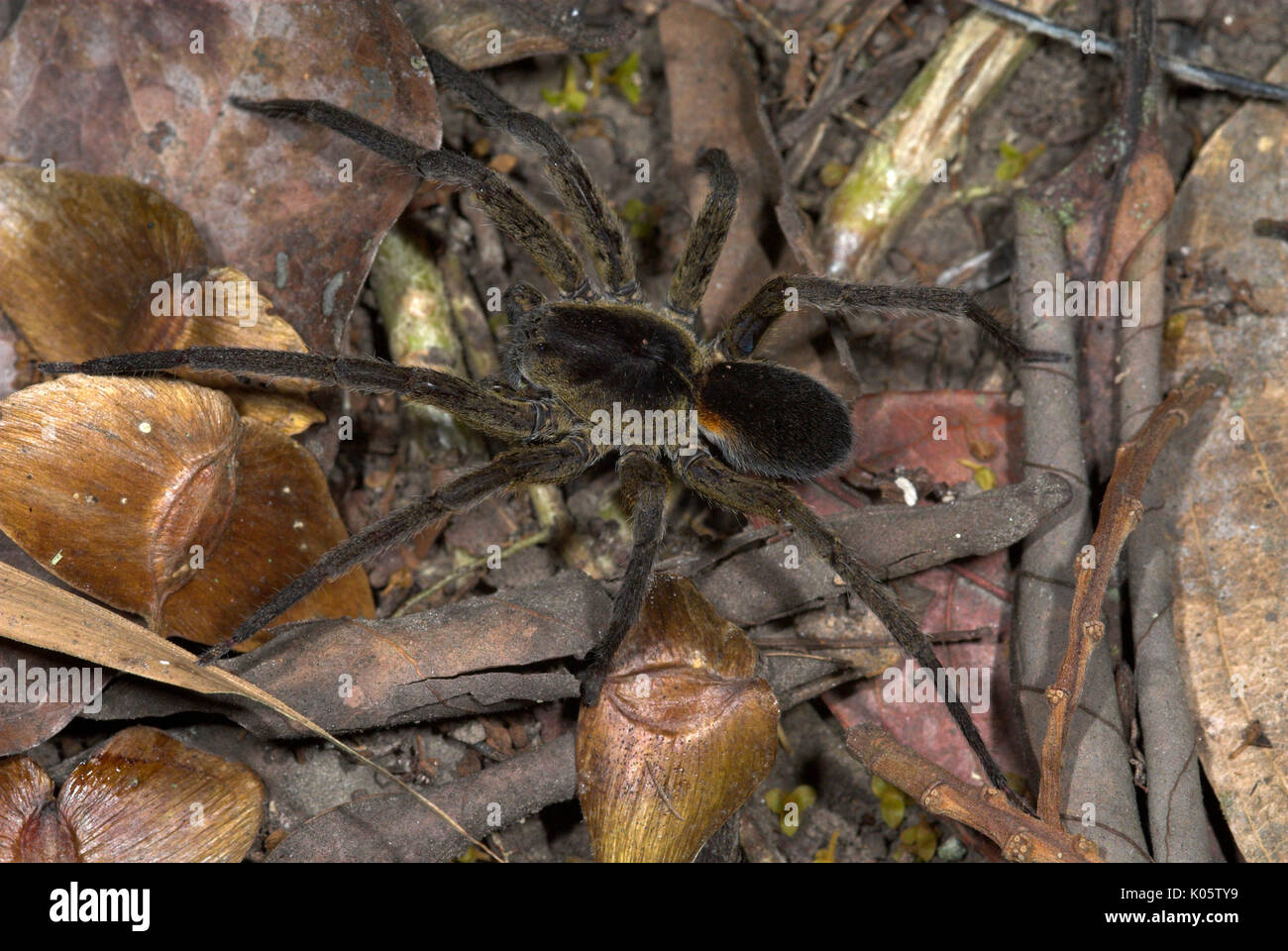 Wolf spider amazon jungle peru hi-res stock photography and images - Alamy
