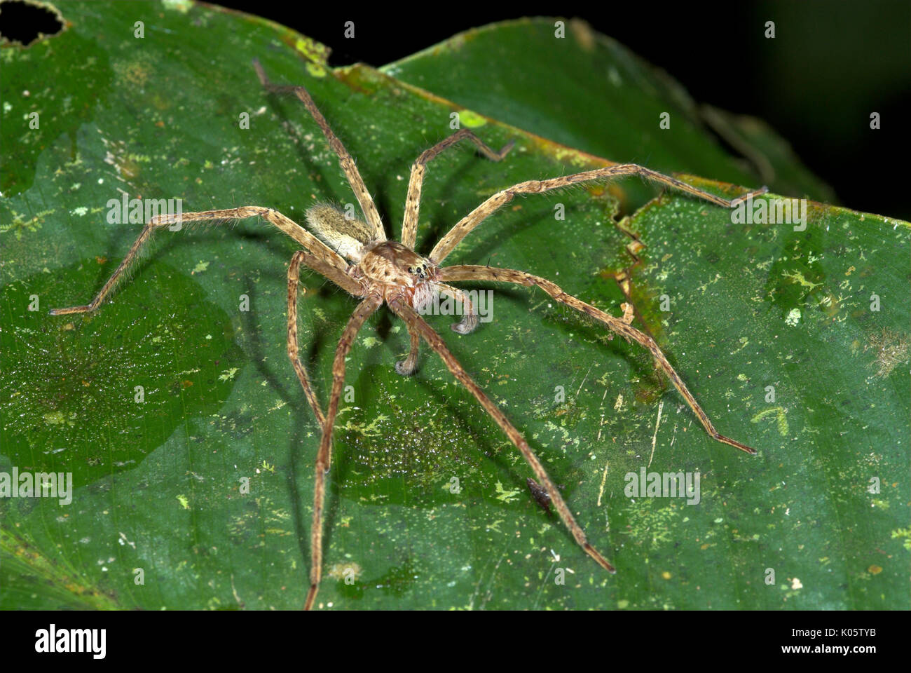 Wolf spider amazon jungle peru hi-res stock photography and images - Alamy