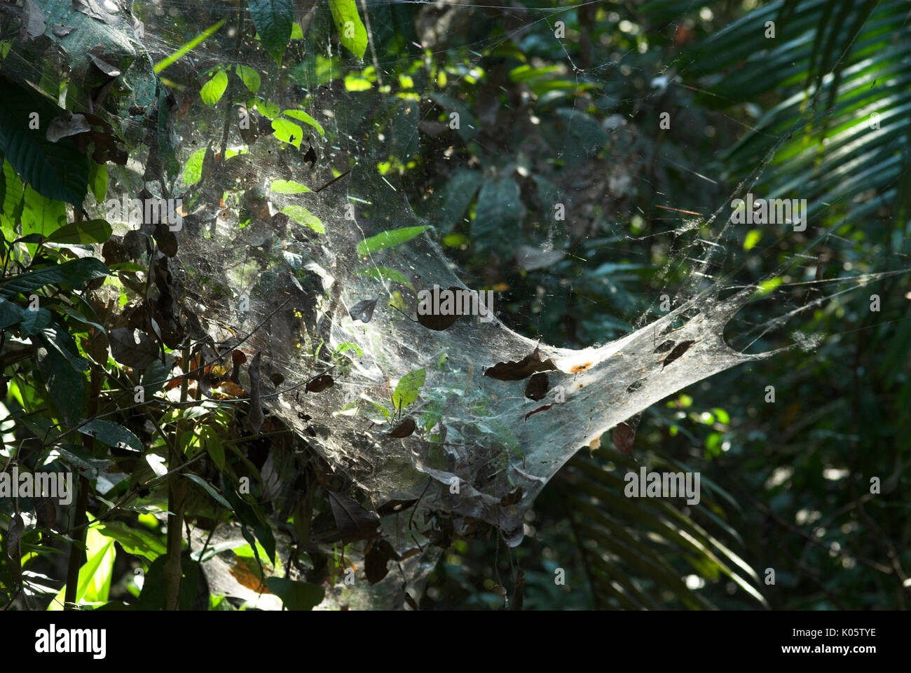 Communal Spiders on web, possibly Anelosimus eximius sp., Manu Peru ...