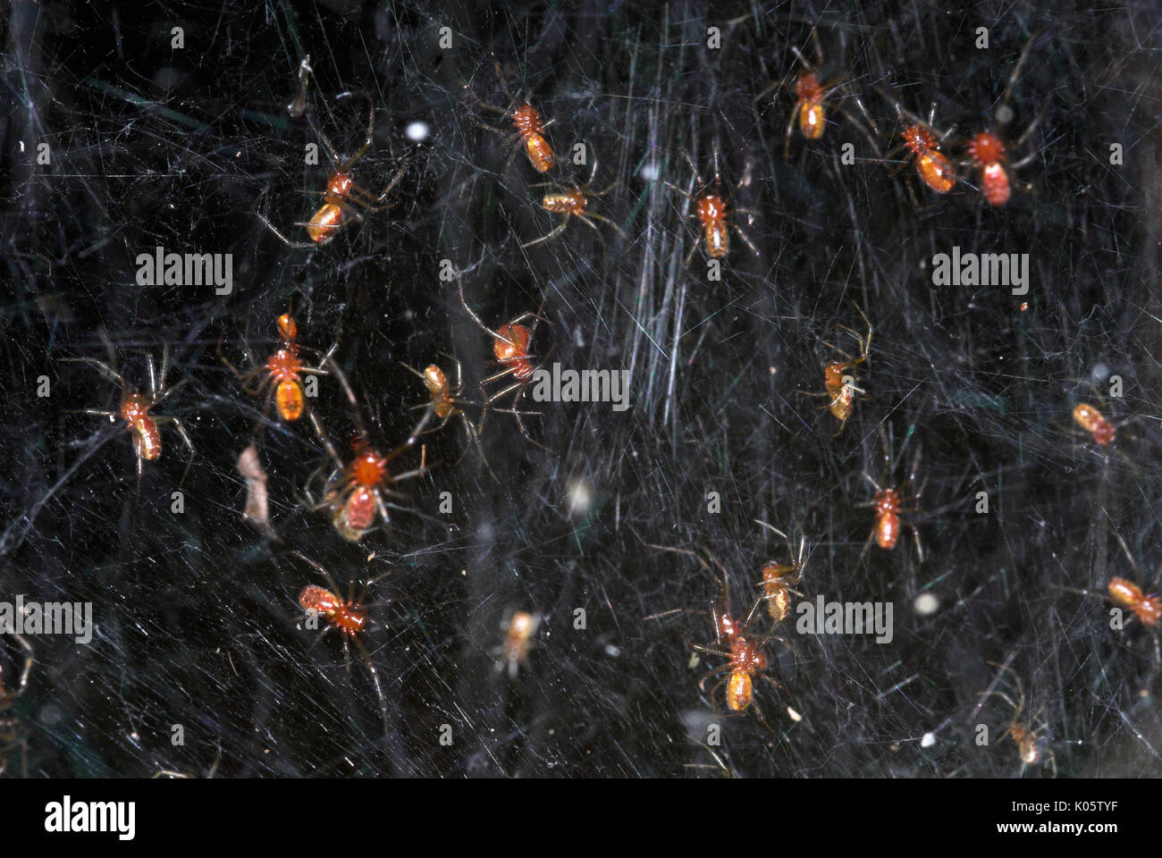 Communal spiders hi-res stock photography and images - Alamy