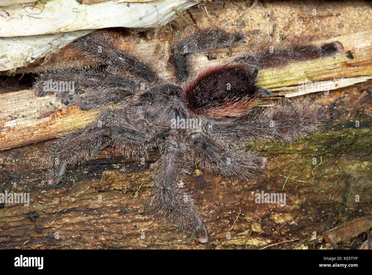 Pink Toed Tarantula Spider, Avicularia sp., female, by nest in log ...
