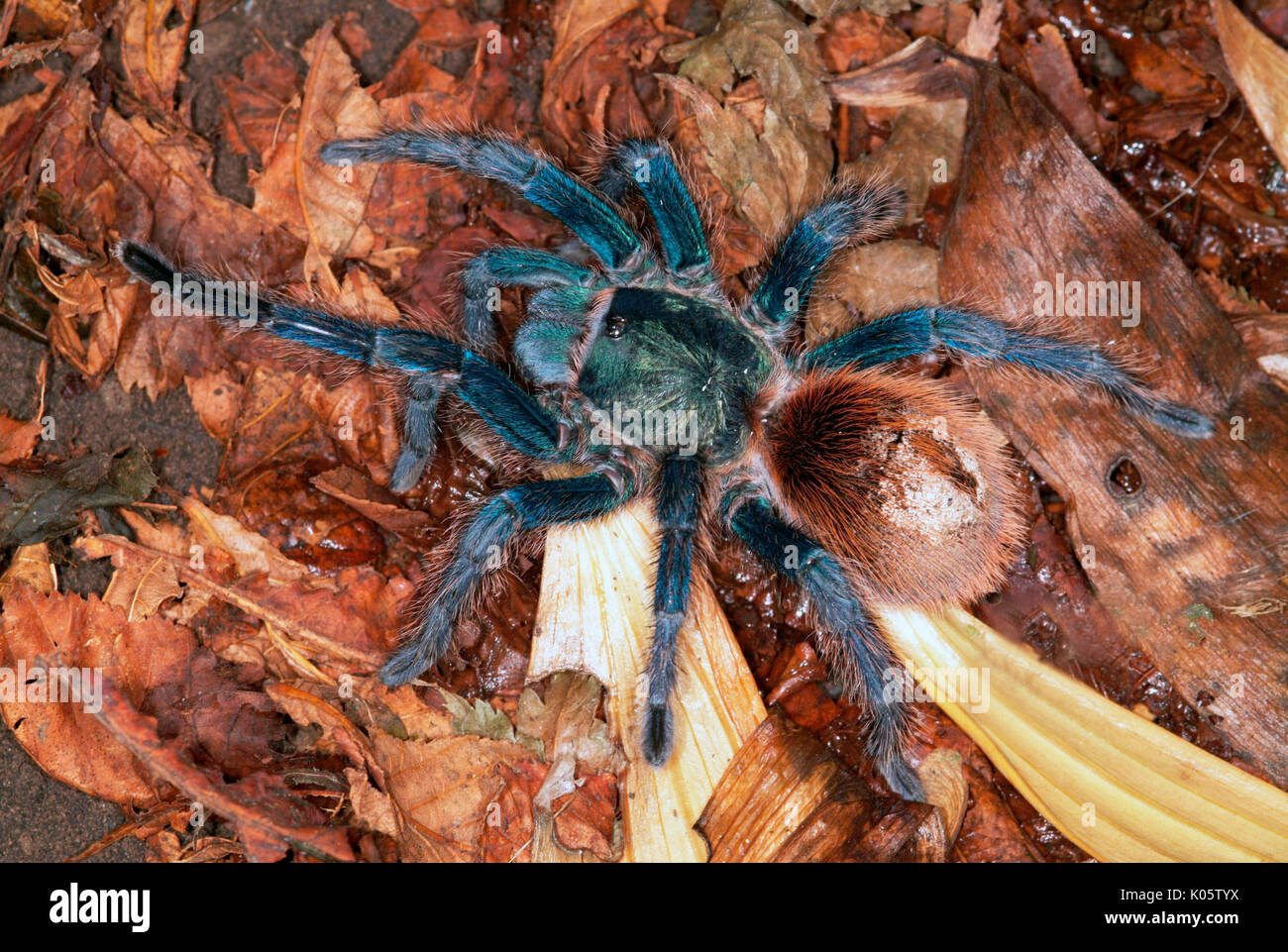 Blue Knee Tarantula