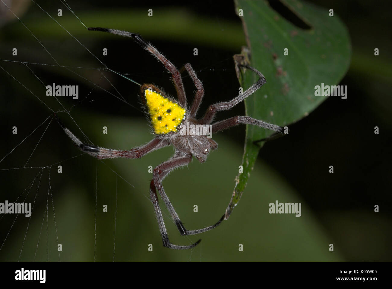 Cribellate Spider, Family Uloboridae, Manu Peru, on web, night, jungle ...