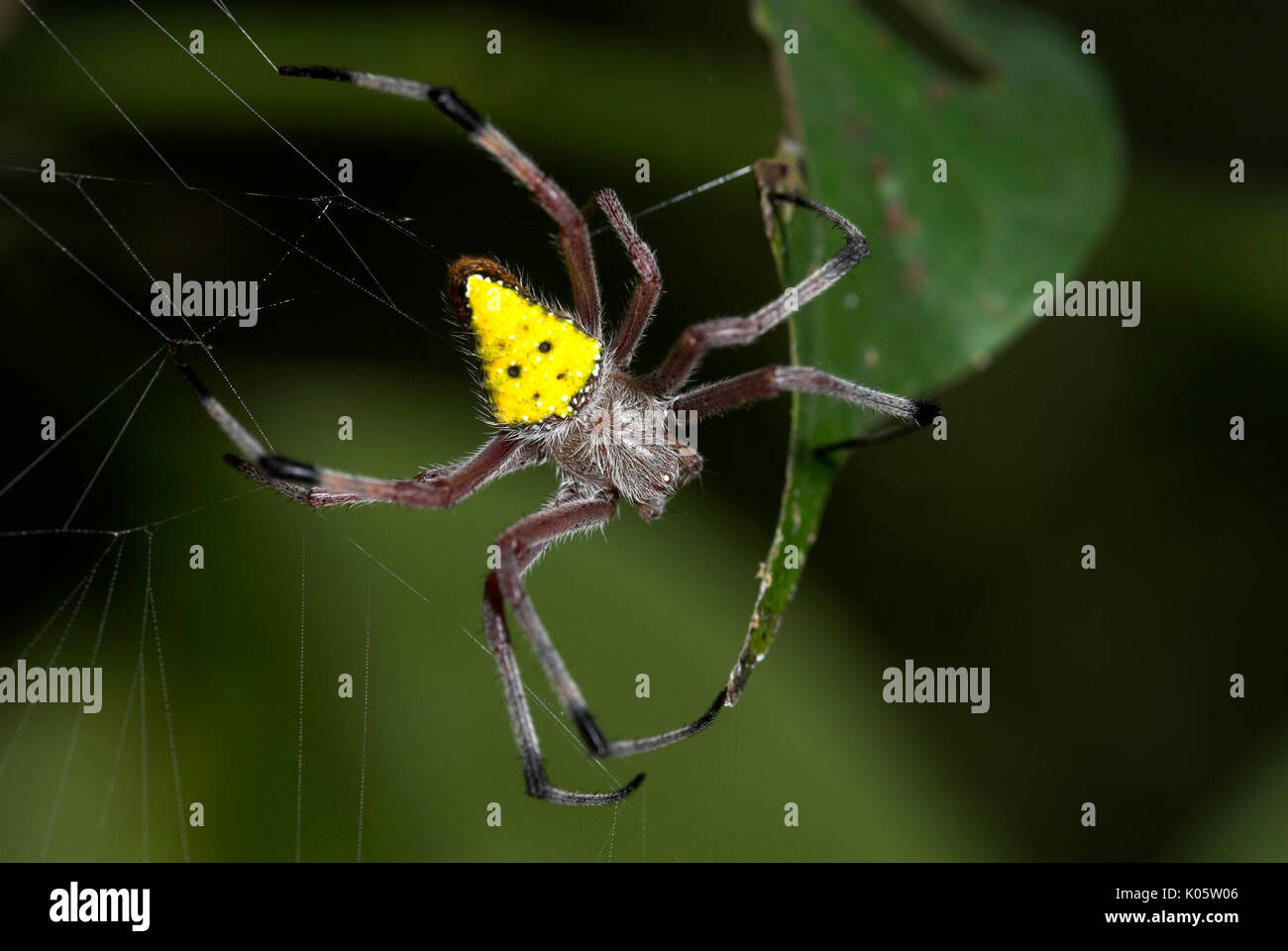 Cribellate Spider, Family Uloboridae, Manu Peru, on web, night, jungle ...