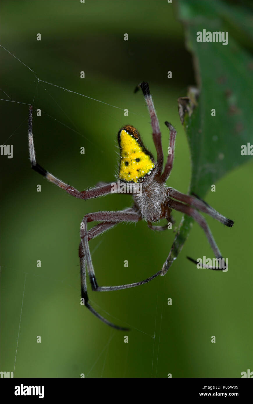 Uloboridae spider hi-res stock photography and images - Alamy