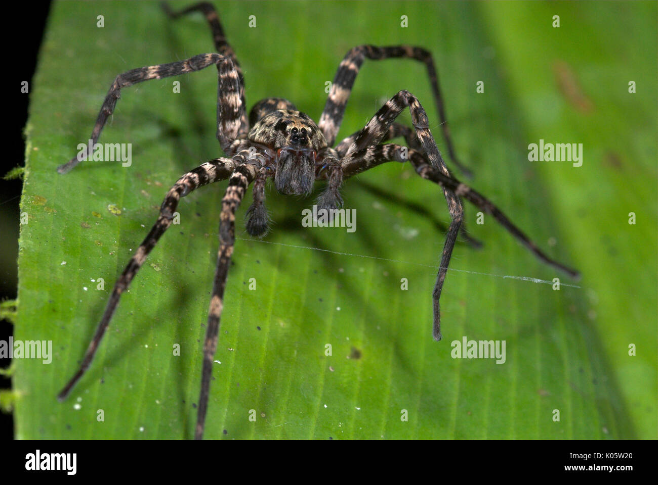 Wolf spider amazon jungle peru hi-res stock photography and images - Alamy
