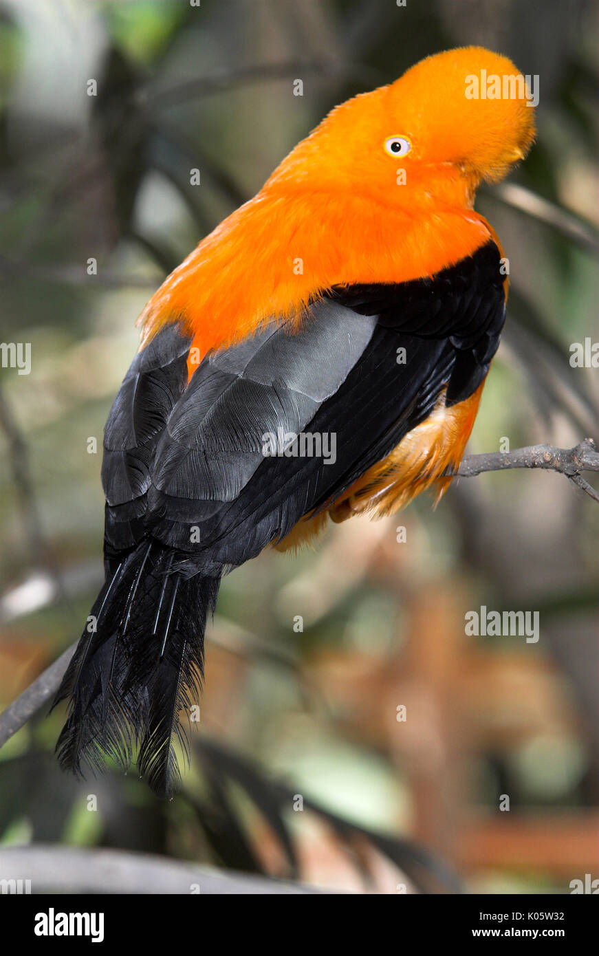Andean Cock-of-the-rock, Rupicola peruviana, male, displaying at ...