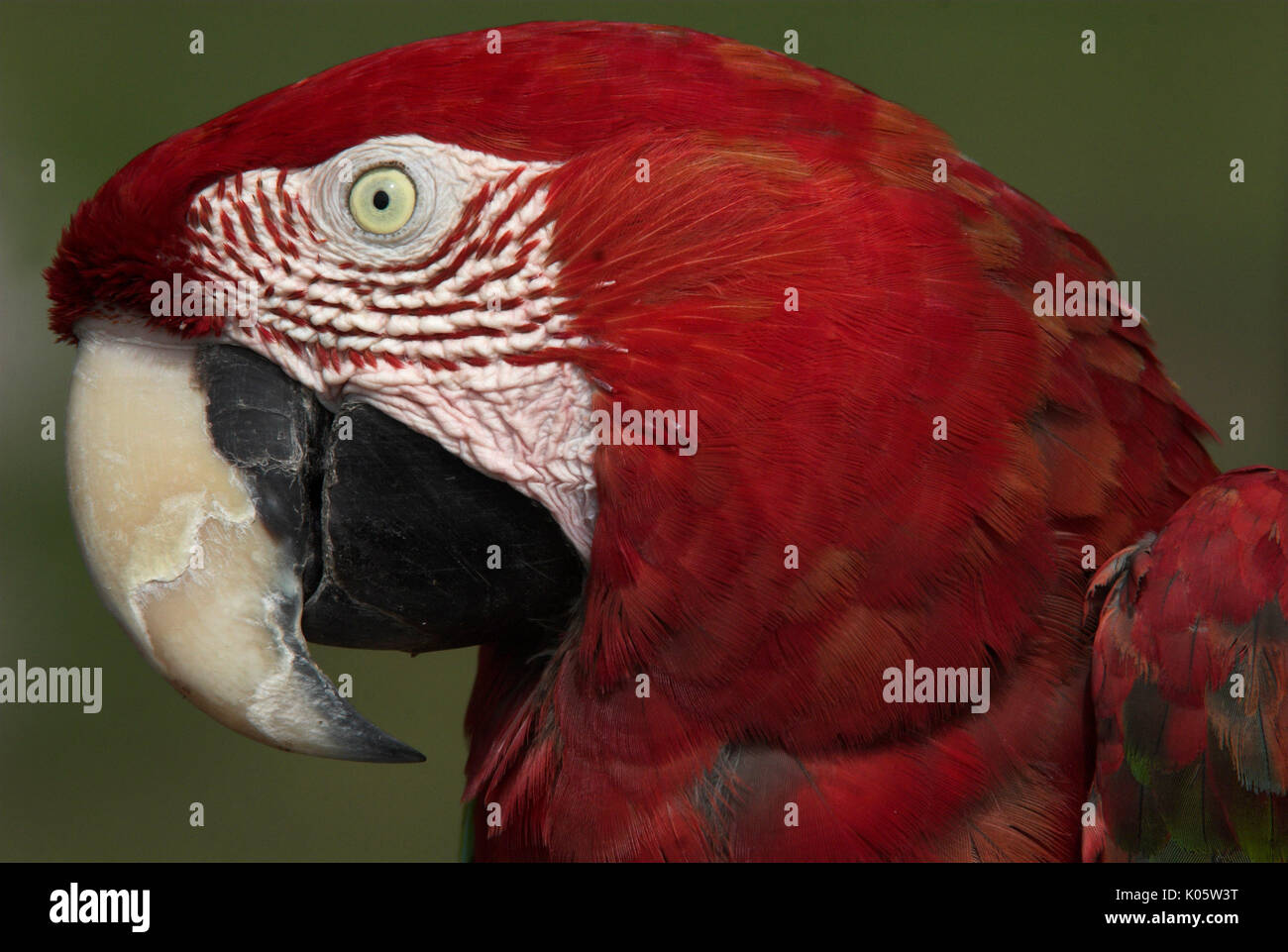Red & Green Macaw, Ara Chloroptera, portrait, Manu, Peru, Amazonian ...