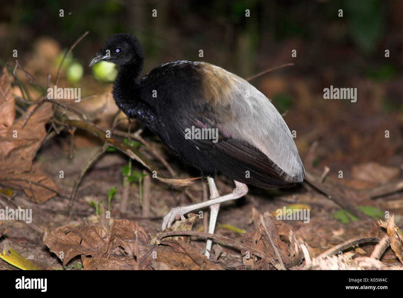 Grey Winged Trumpeter, Psophia crepitans, Iquitos, Peru, Amazonian ...