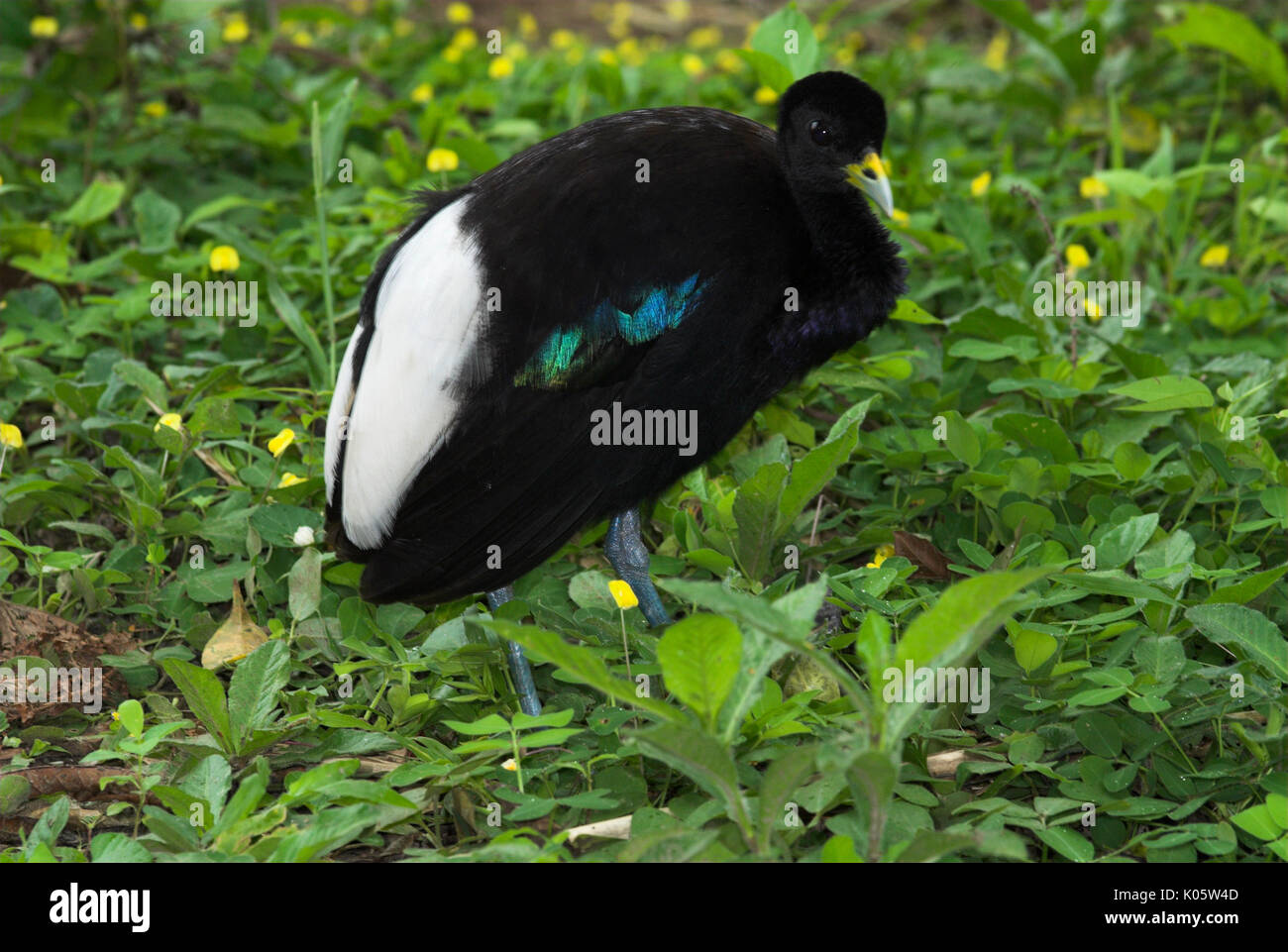 Grey Winged Trumpeter, Psophia crepitans, Boca Manu, Peru, Amazonian ...