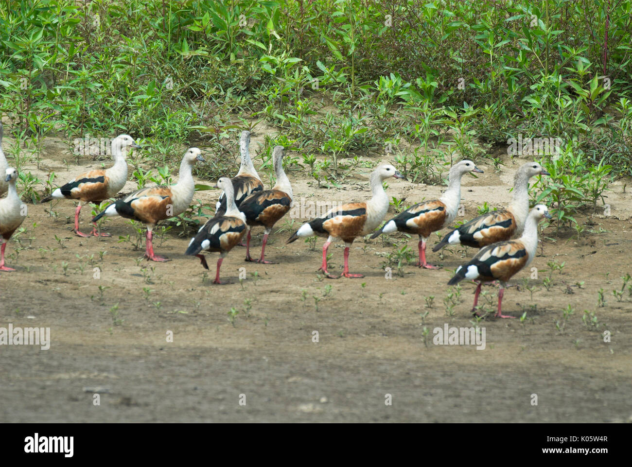 Orinoco Goose, Neochen jubata, Manu, Peru, Amazonian Jungle, group on ...