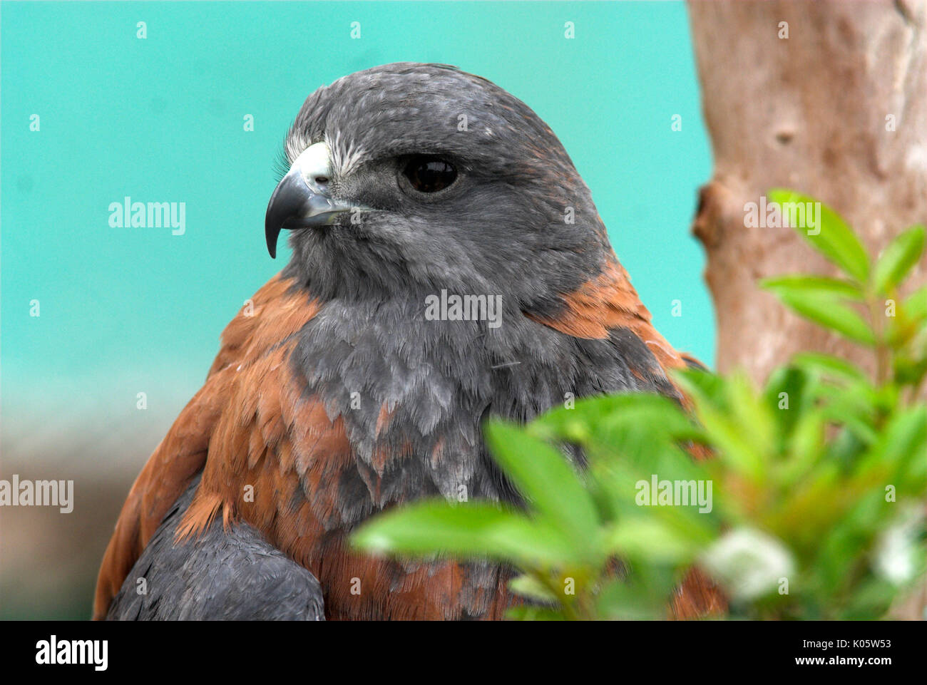 Puna peru bird hi-res stock photography and images - Alamy