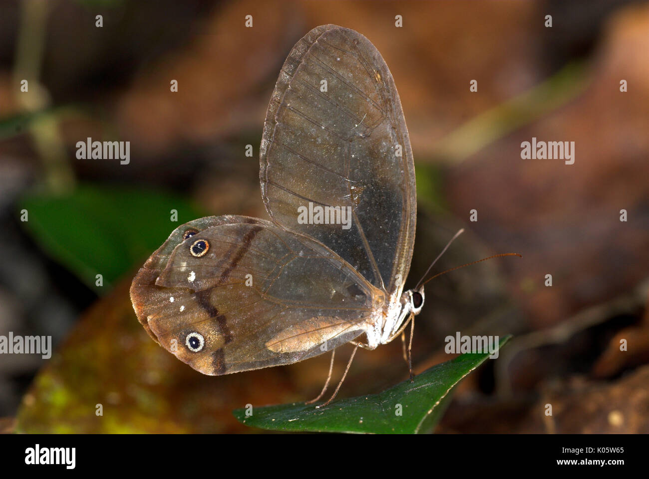 Clearwing Satyr, Haetera piera, on leaf in forest floor, Manu, Peru ...