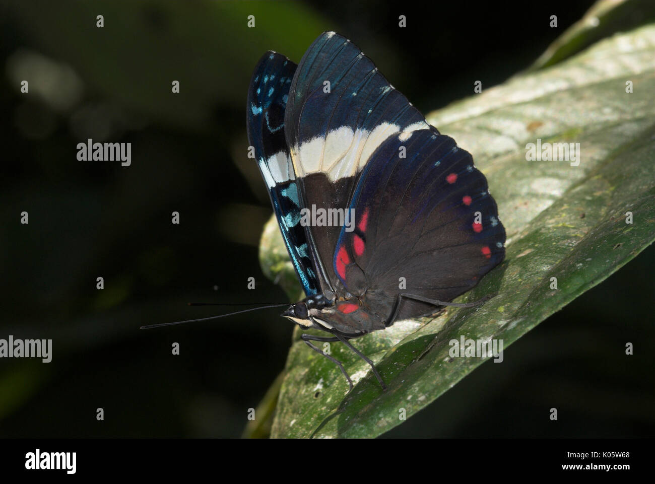 Prola Panacea Butterfly, Panacea prola, resting on leaf with wings up ...