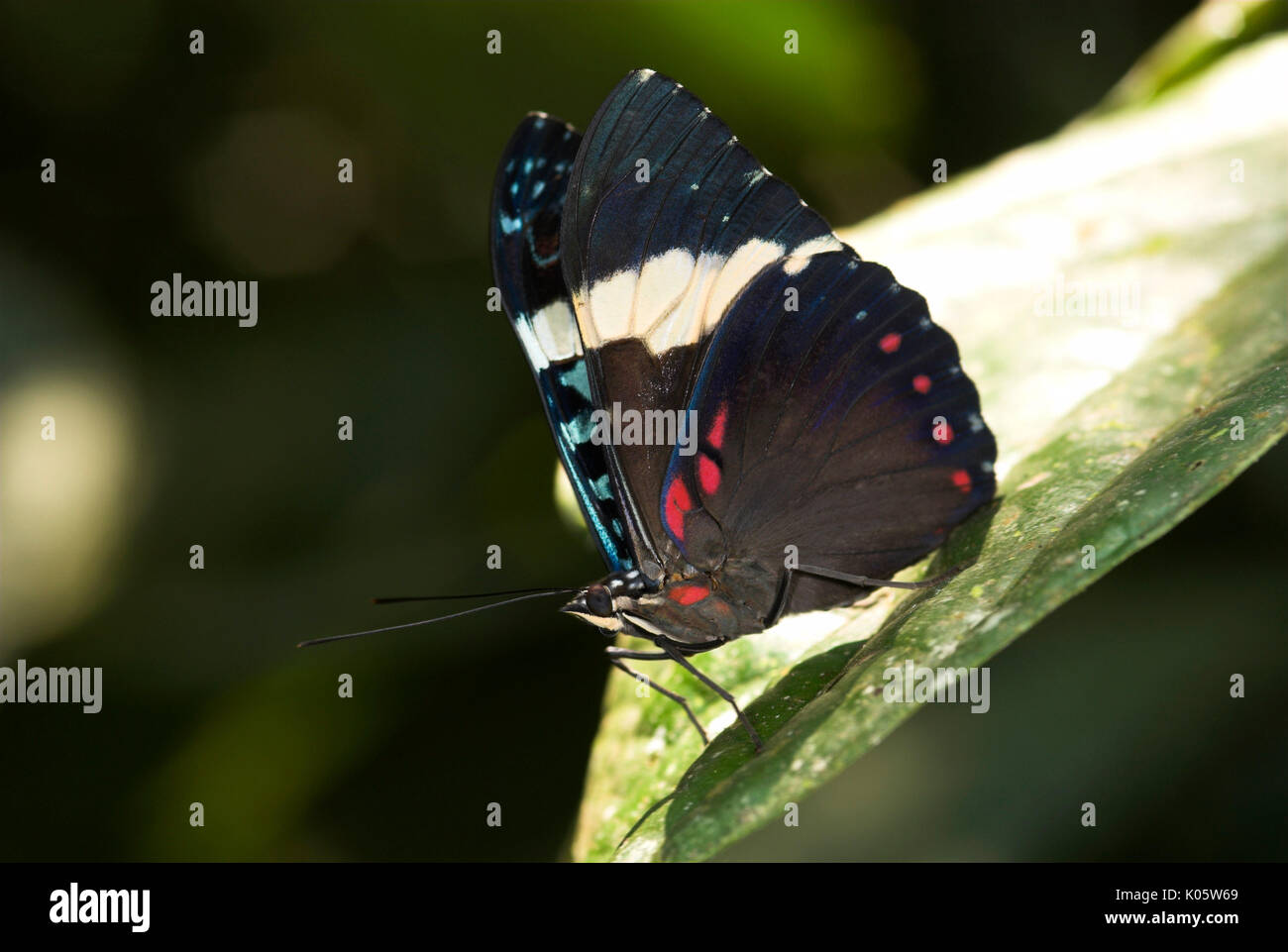 Irridescent blue butterfly High Resolution Stock Photography and Images ...