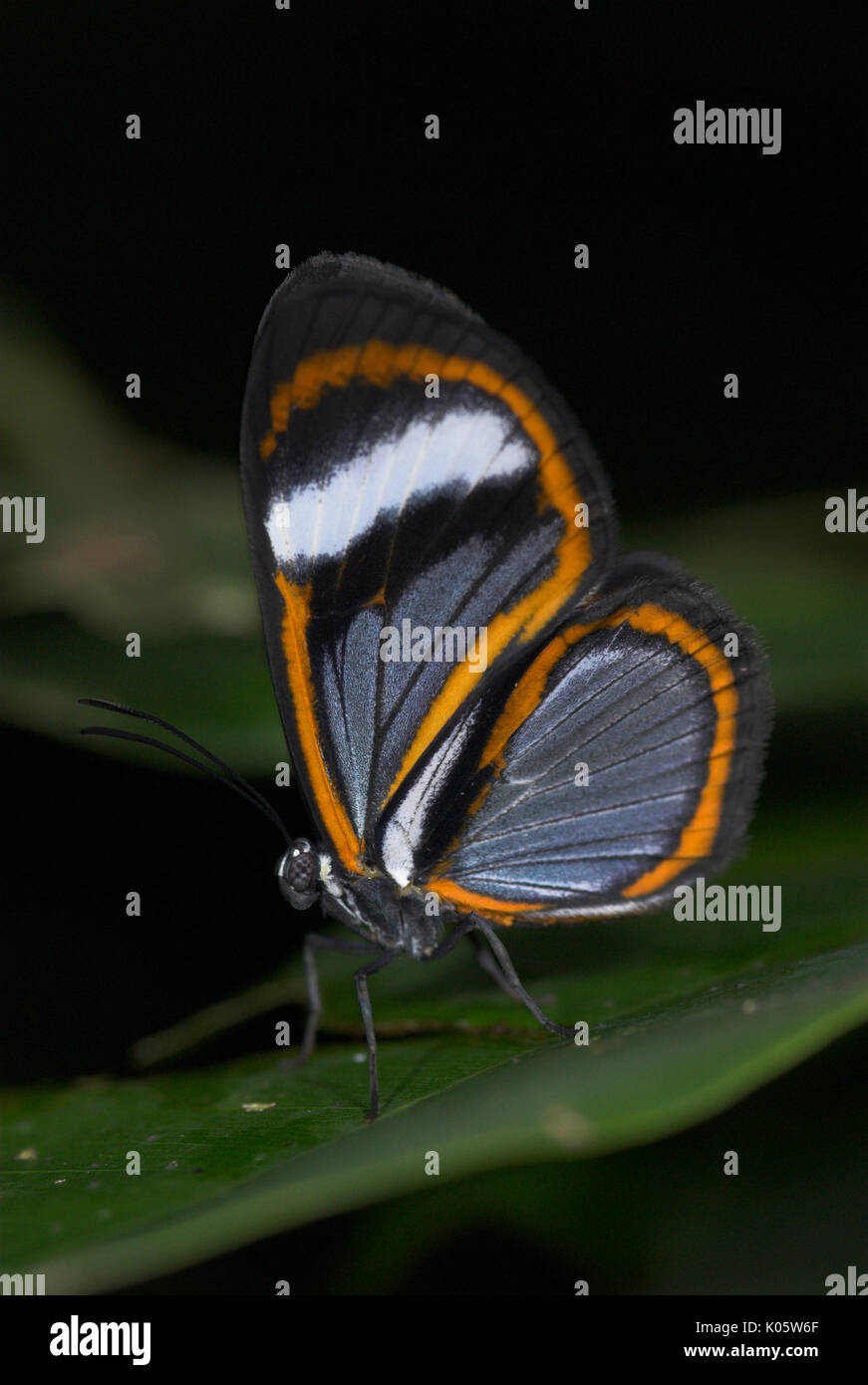 Clearwing Butterfly, Oleria Species, on forest leaf, Manu, Peru, Amazon ...