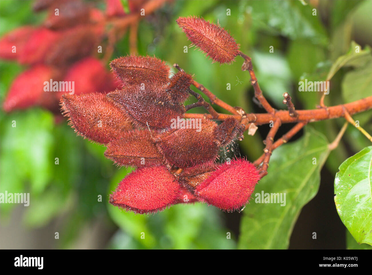 Red Seed Pods, Manu, Peru, tropical jungle Stock Photo - Alamy