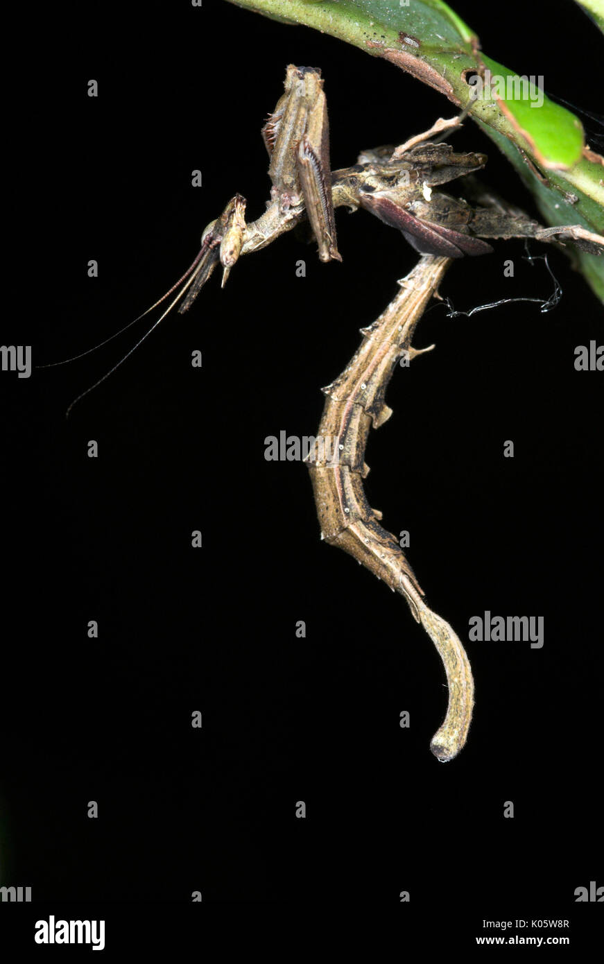 Cryptic Mantis, Mantidae sp., Stenophylla cornigera, Manu, Peru, jungle ...