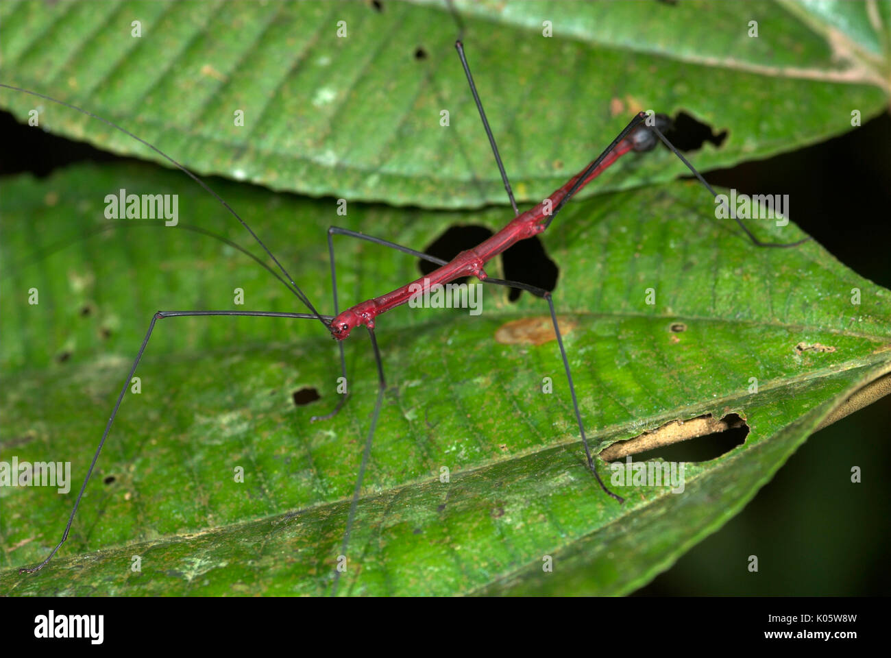 Peruvian Fern Stick insect, Oreophotes peruana, Male, Iquitos Peru ...