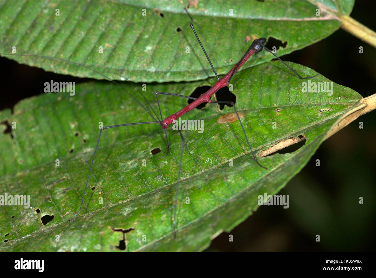 Peruvian fern stick insects hi-res stock photography and images - Alamy