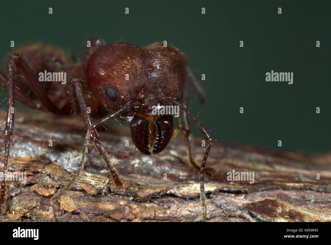 Soldier ant leaf cutter hi-res stock photography and images - Alamy