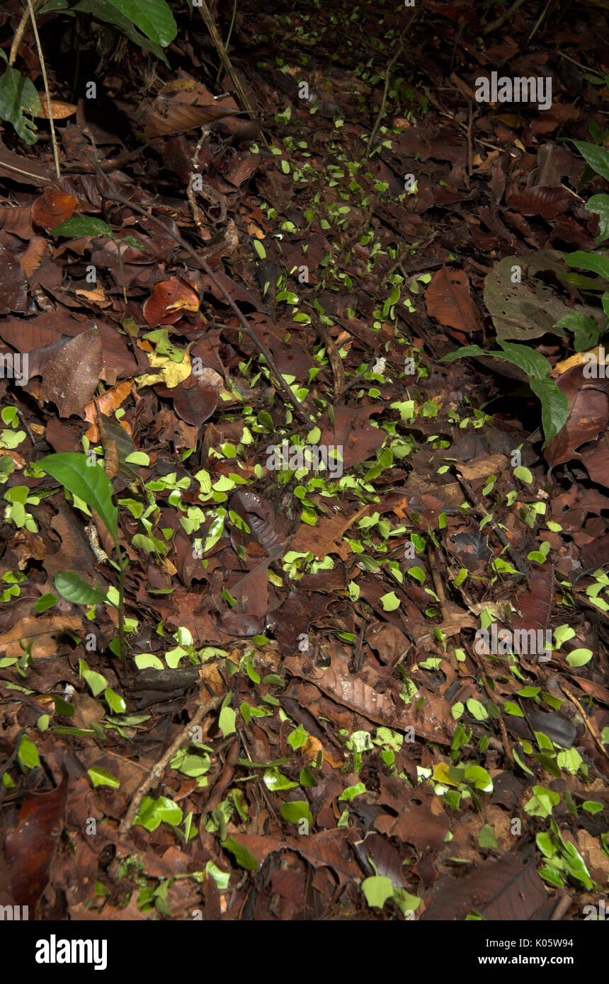 Leaf Cutter Ants, Atta cephalotes, showing leaf cutter trail in jungle ...