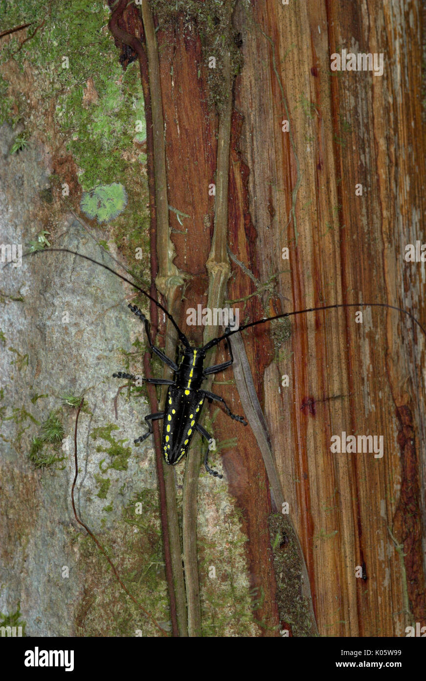 Longhorn Beetle, Cerambycidae, Iquitos, Peru, Amazonian jungle, wild ...