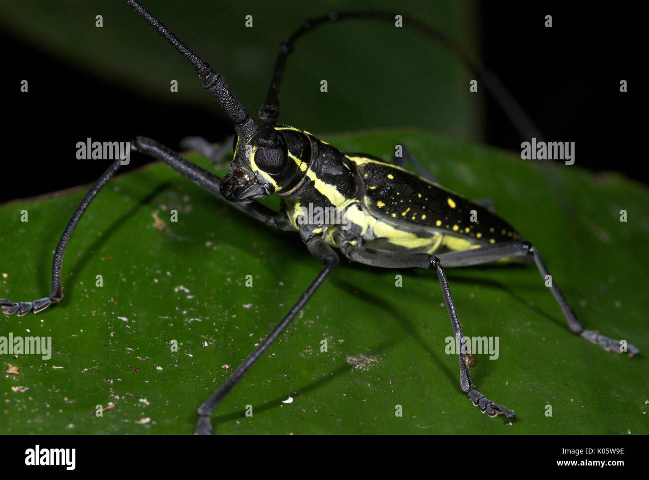 Longhorn Beetle, Cerambycidae, portrait, Manu, Peru, Amazonian jungle ...