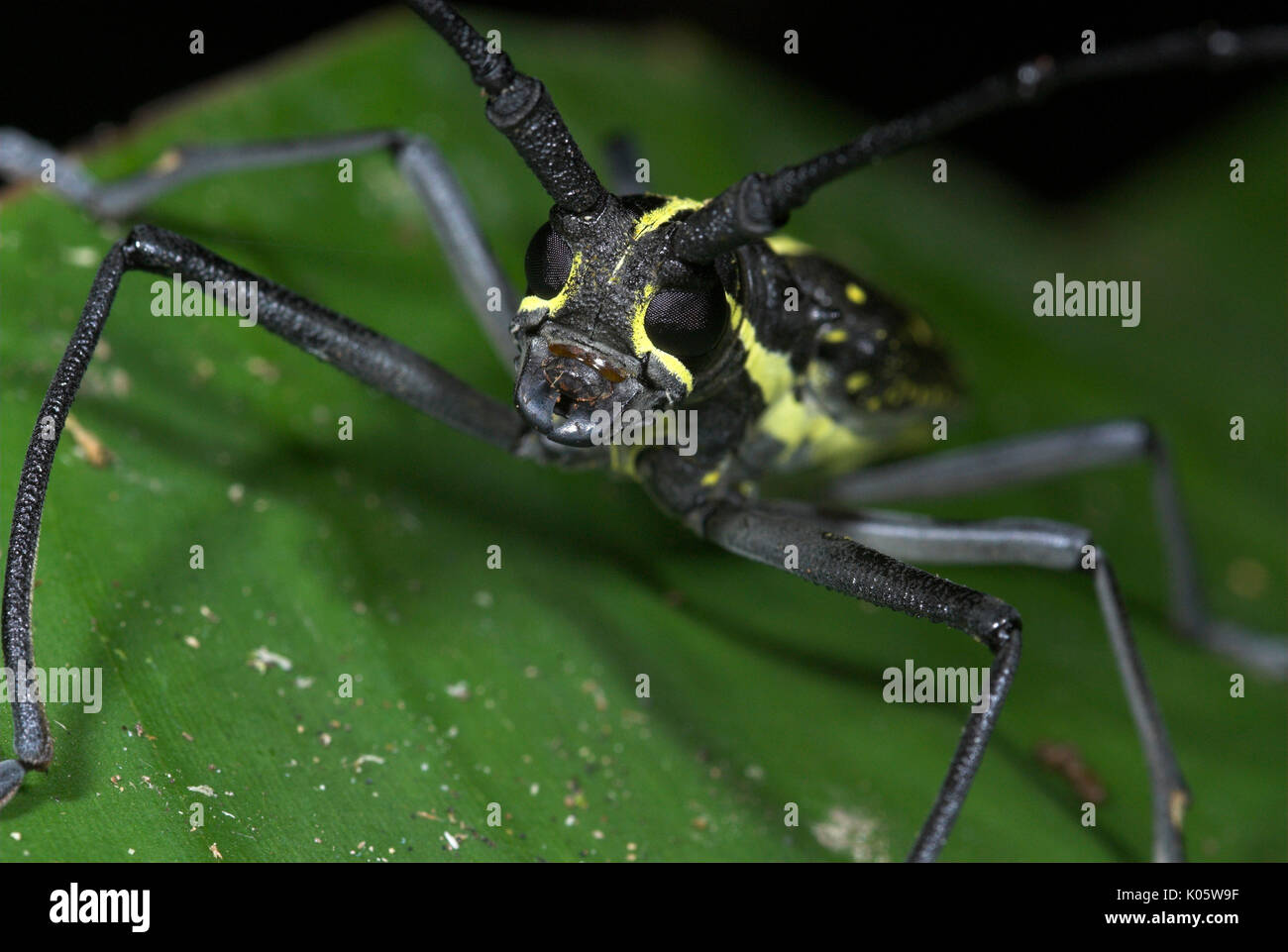 Longhorn Beetle, Cerambycidae, portrait, Manu, Peru, Amazonian jungle ...