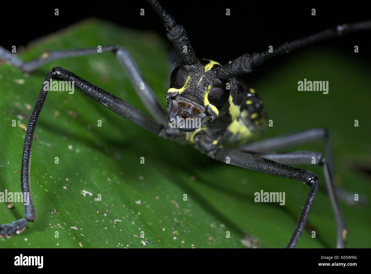 Amazonian beetle hi-res stock photography and images - Alamy