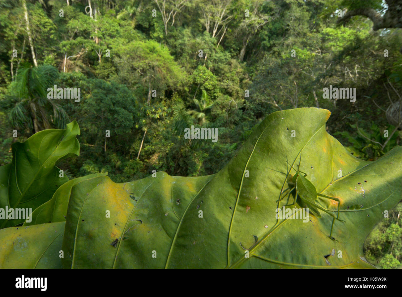 Green Grasshopper, Acrididae sp, on large leaf in canopy of rainforest ...