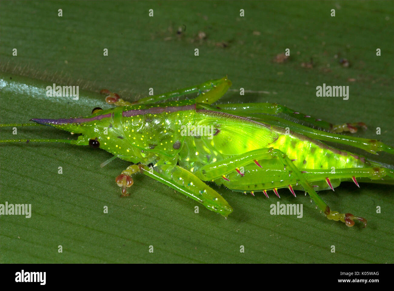Conehead Katydid, Copiphora sp., Manu, Peru, on leaf, jungle, green ...