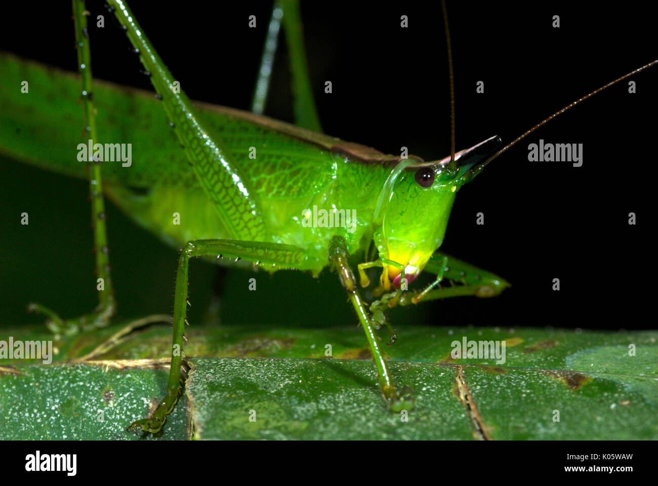 Copiphora sp hi-res stock photography and images - Alamy