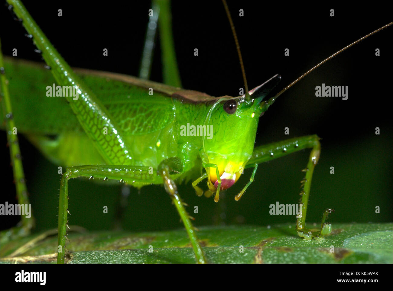 Copiphora sp hi-res stock photography and images - Alamy