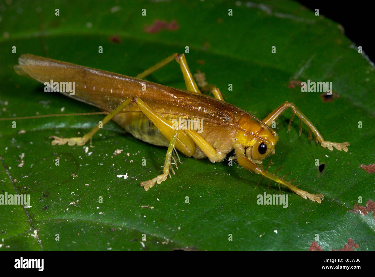 Predaceous Katydid, Listroscelidine sp, Iquitos, Peru, jungle, amazon ...