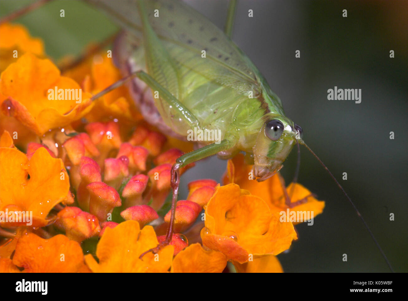 Green Grasshopper, on orange flower, Manu, Peru, jungle, soft focus ...