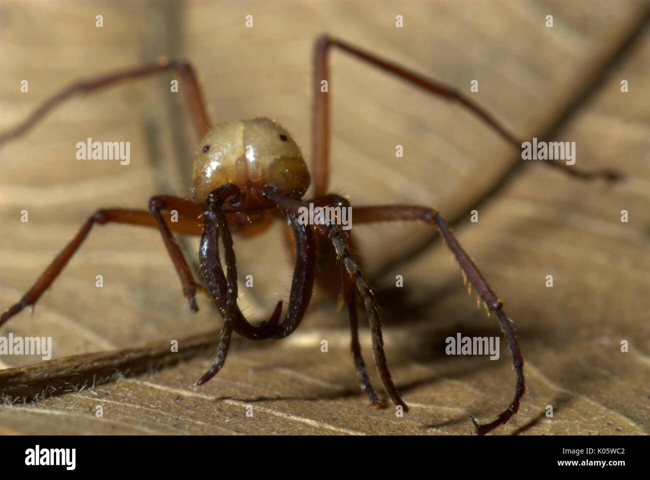 Soldier Guard, Army Ant, Eciton hamatum, Close up showing large ...