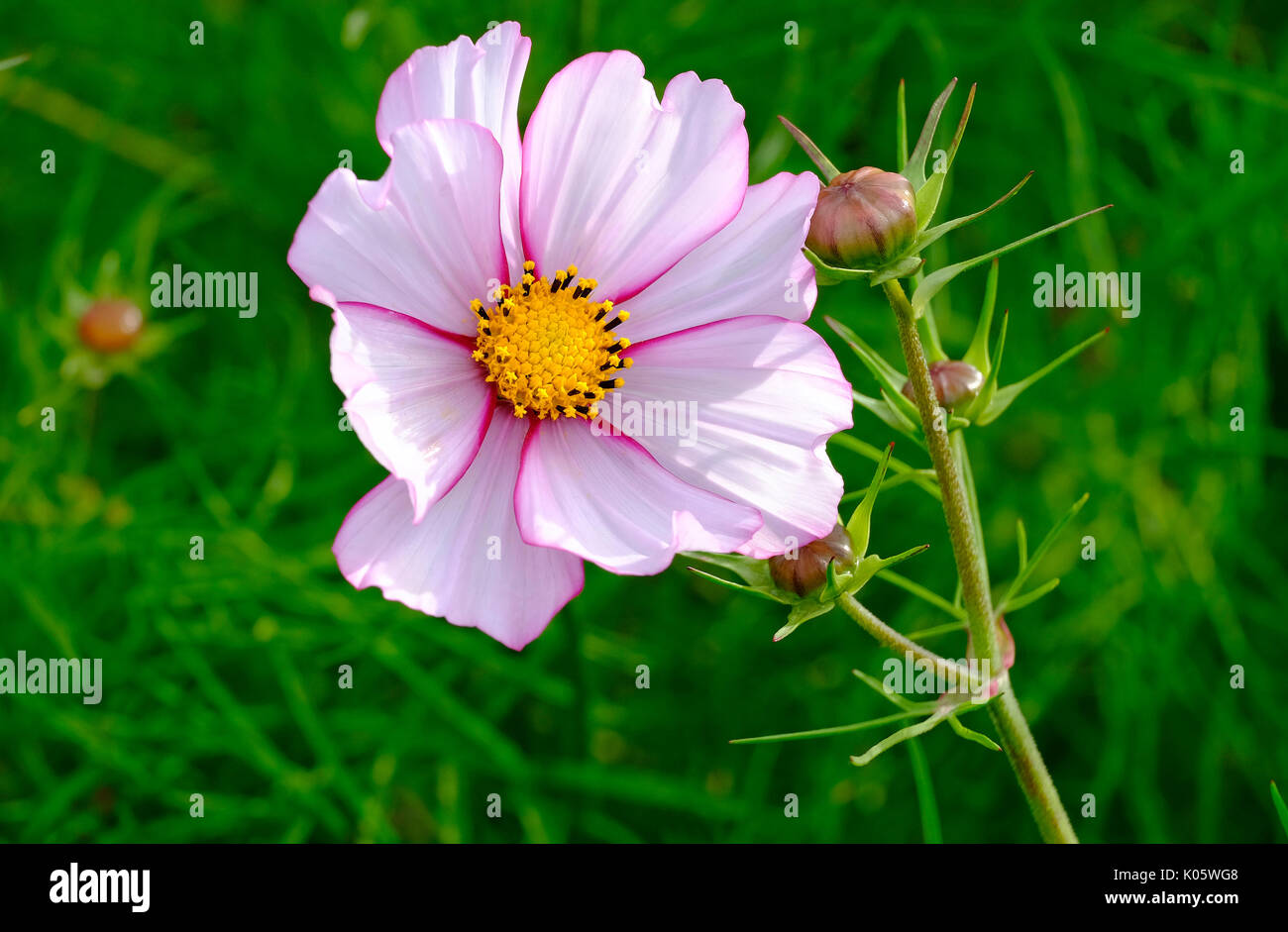 Close up cosmos flower in hi-res stock photography and images - Alamy