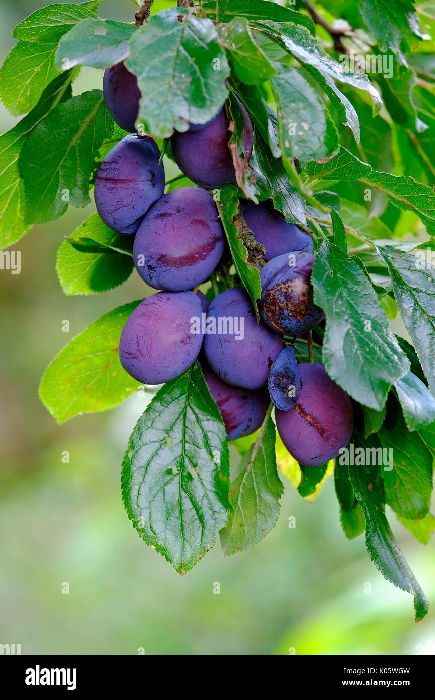 Colourful garden tree hi-res stock photography and images - Alamy