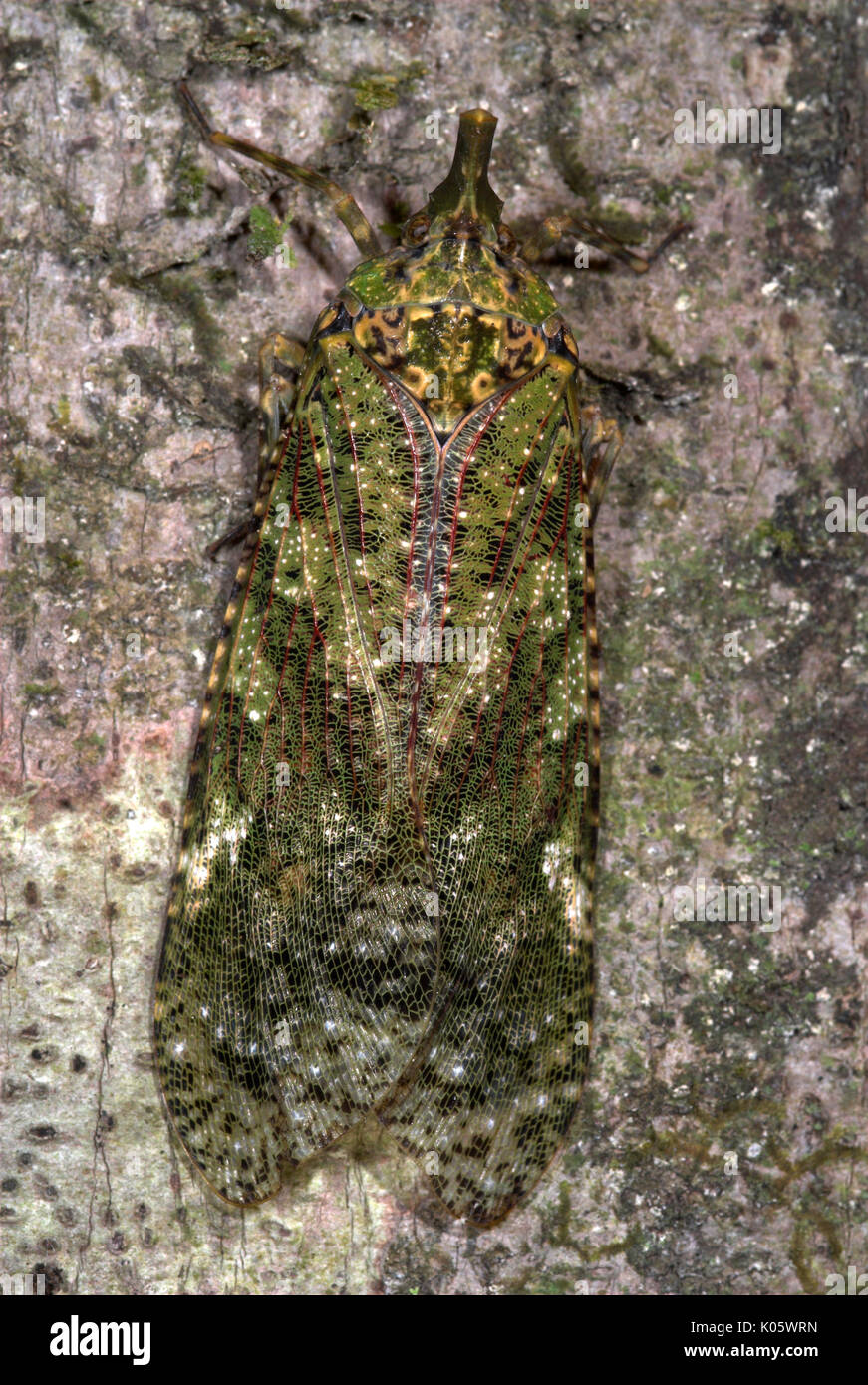 Lantern Bug, Fulgora sp.,Manu, Peru, jungle, cryptic colours, colourful ...