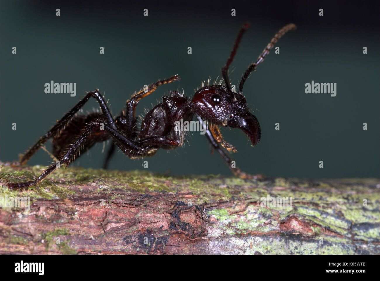 Bullet Ant or 24 Hour Ant, Paraponera clavata, Iquitos, Peru, one of ...