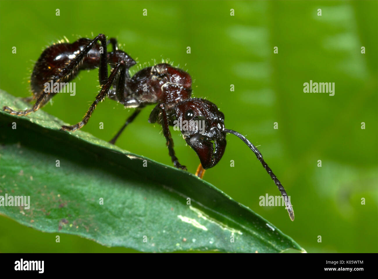 Bullet Ant or 24 Hour Ant, Paraponera clavata, hunting prey wrapped in ...