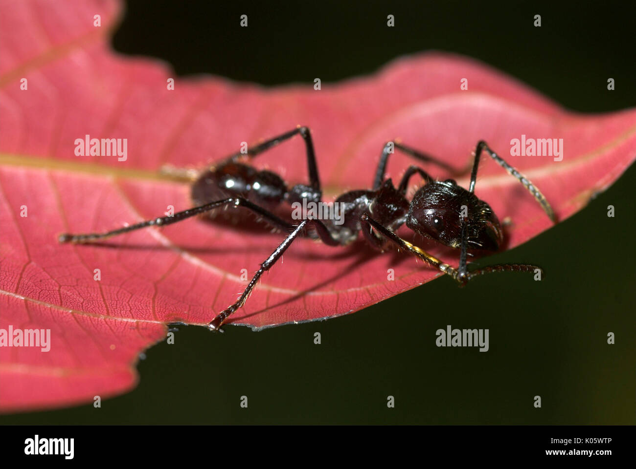 Bullet ant habitat hi-res stock photography and images - Alamy