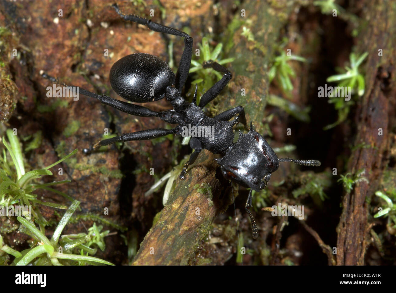 Flat Headed Ant, Cephalotes atratus, Iquitos, Peru, arboreal, glides ...