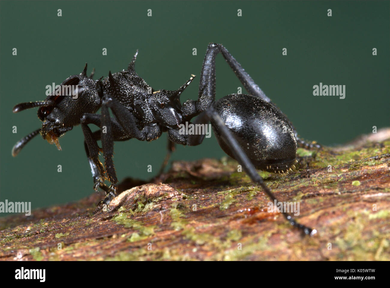 Ant cephalotes atratus hi-res stock photography and images - Alamy
