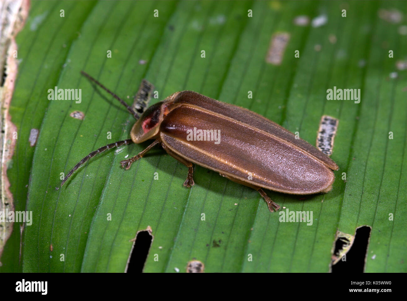 Adult Firefly , Photuris lucicrescens, Iquitos Peru, lightening bug ...