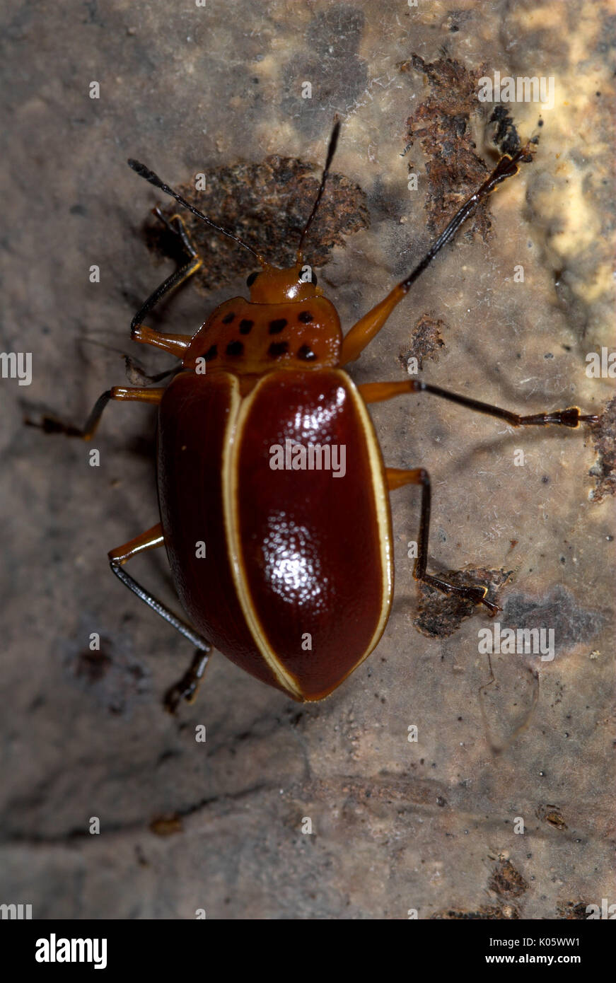 Amazonian beetle hi-res stock photography and images - Alamy