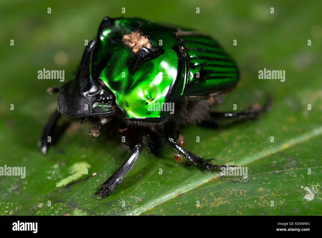 Irridescent Green Scarab or Dung Beetle, Scarabidae sp, Iquitos, Peru ...